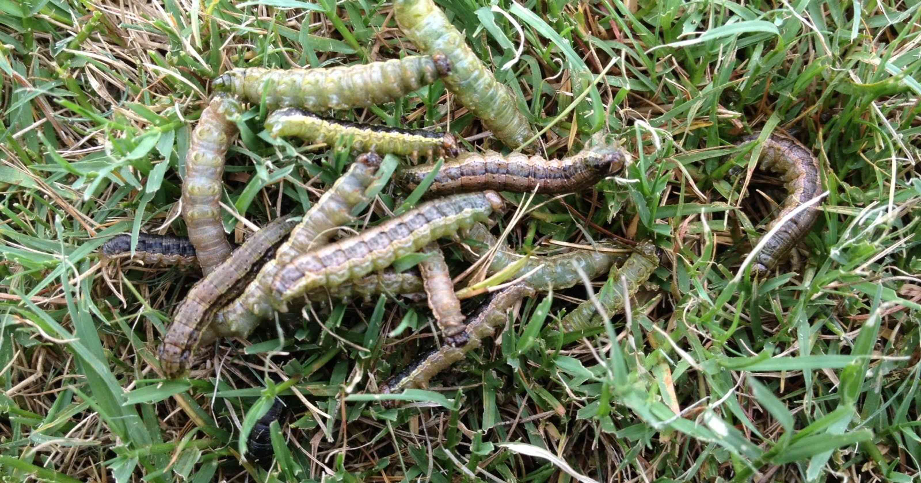 American worm likely to damage maze and millet crops in India - करोड़ों ...